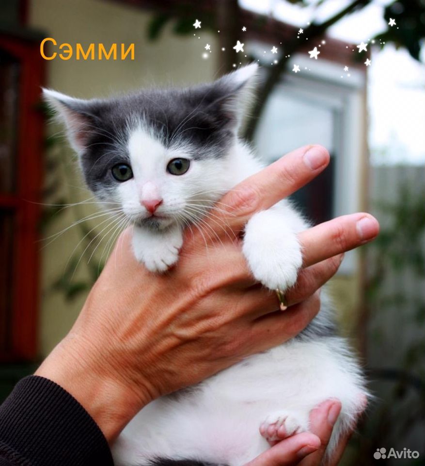 Очаровательный Сэмми ищет дом
