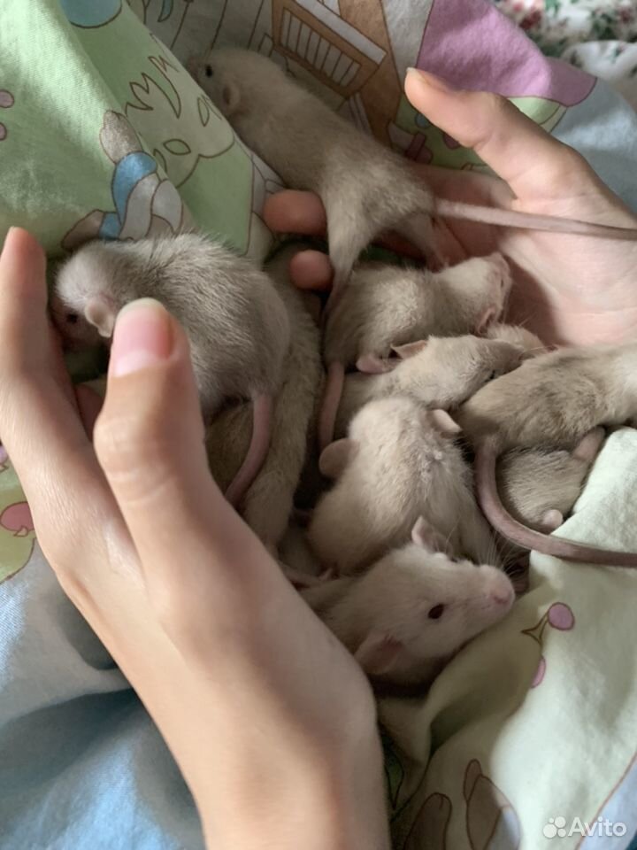 Крысята маленькие девочки и мальчики. (пред заказ)