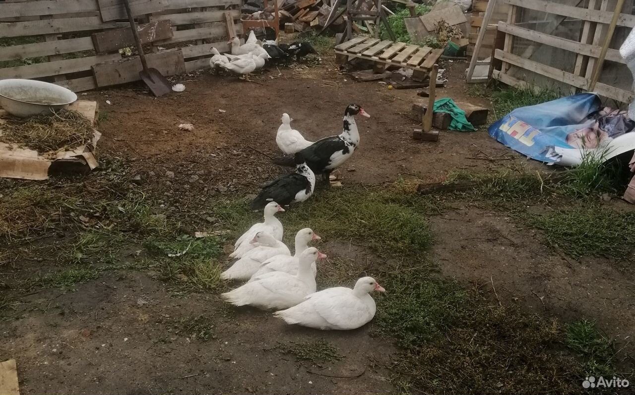 Индоутки стадо