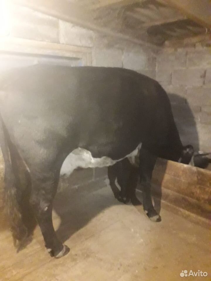 3 стельные коровы