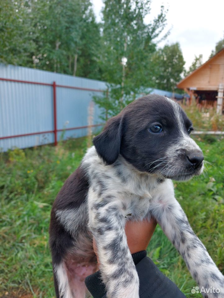 Щенки Дратхаара