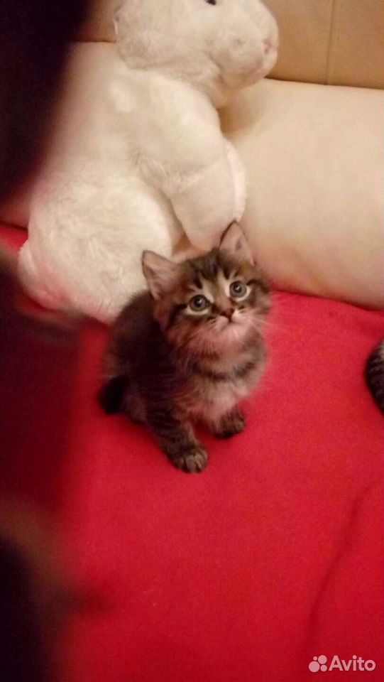 Кошка