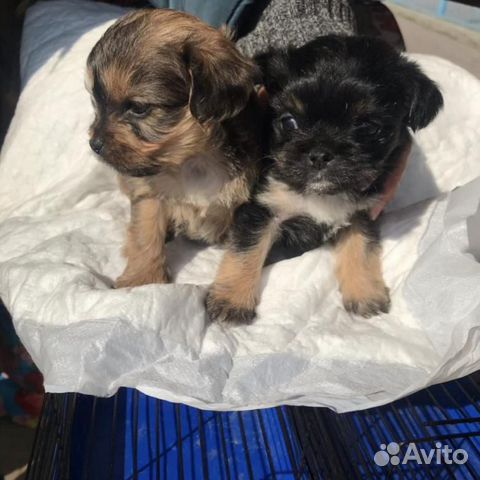 Болонка метис щенки