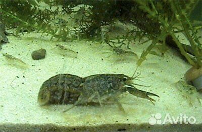 Рак кубинский