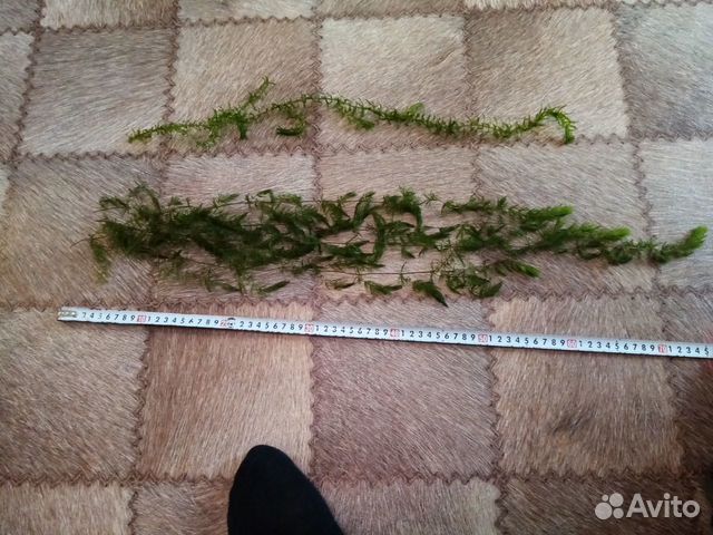 Растения для аквариума