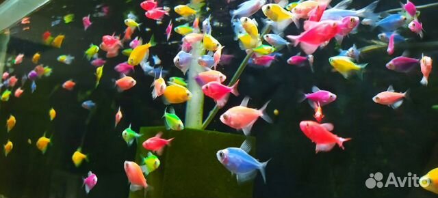 Тернеция Гло фиш