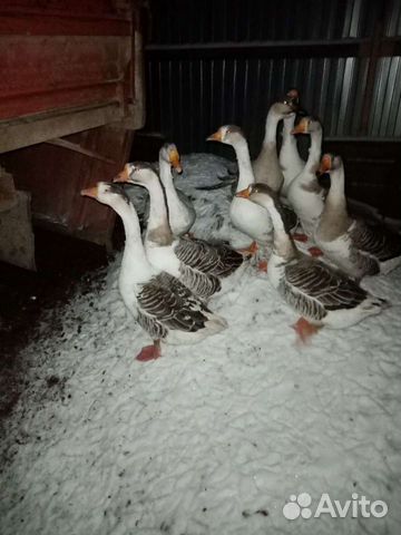 Гусь домашнии