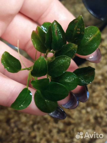 Анубиас нана петит