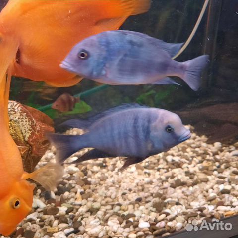 Рыба дельфин