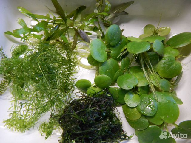 Аквариумные растения, гуппи - поменяю