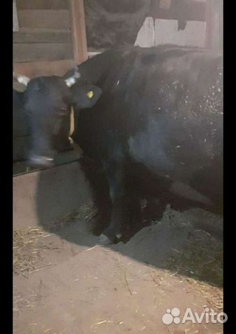 Корова и телка