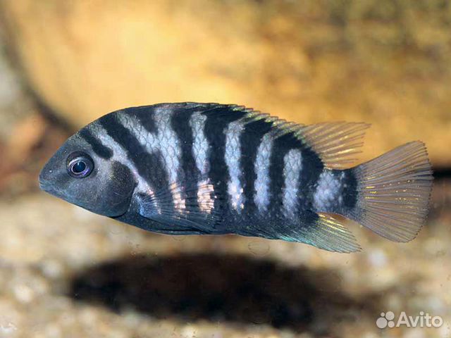 Рыбки, Чернополосая цихлазома