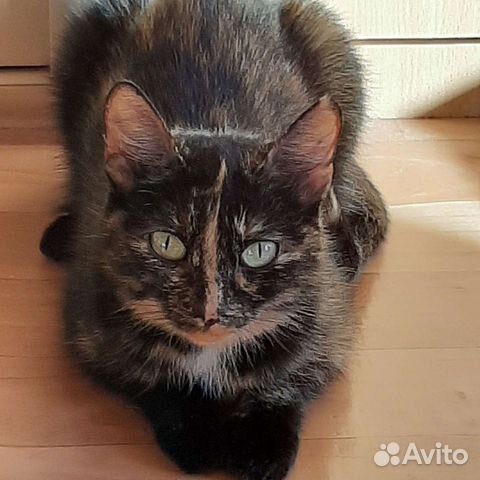Кошка вязка