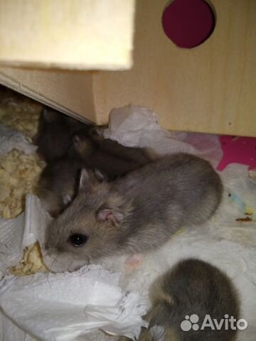 Сунгурские хомяки (Джунгарики)