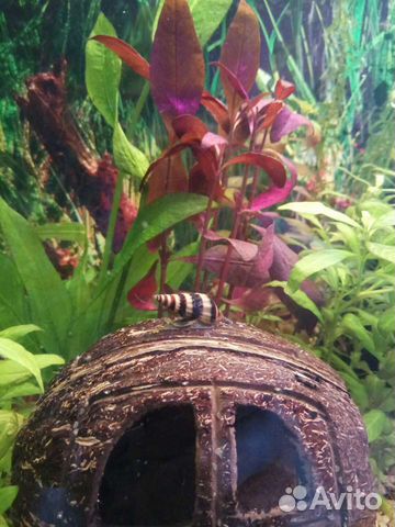 Улитка Хелена