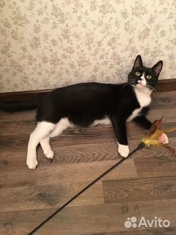 Милая кошечка Твигги