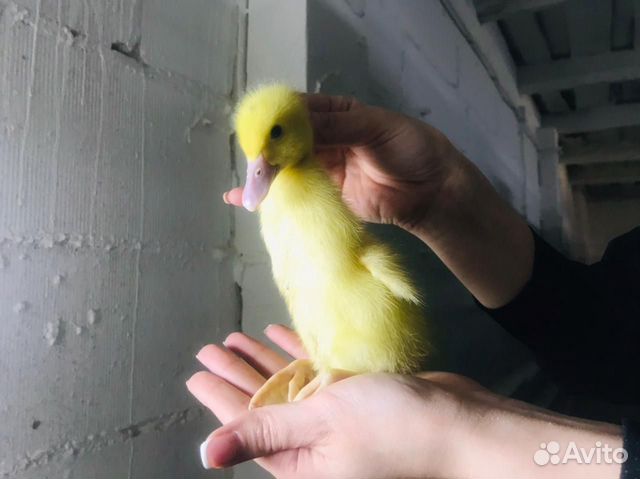 Птица с доставкой - мулард и утята