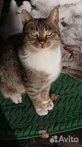 Кошка Мия ищет дом