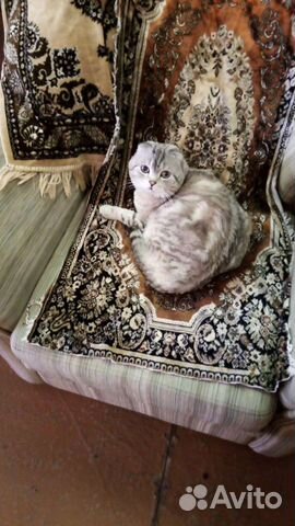 Малыши шотландские