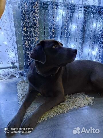 Девочка лабрадор готова к случке