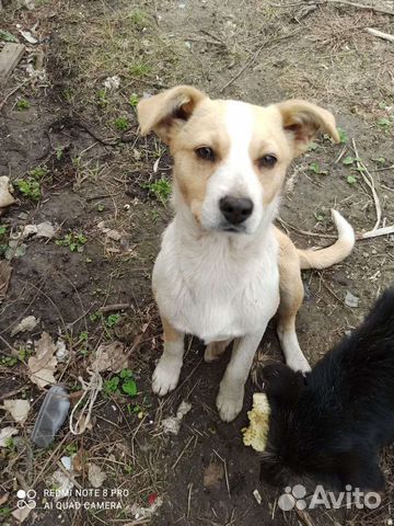 Джек Рассел терьер