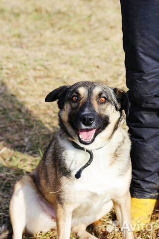 Ласковая Лирочка ищет дом, отдам в хорошие руки