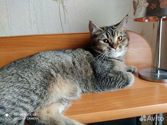 Кошка (помесь брита и перса)