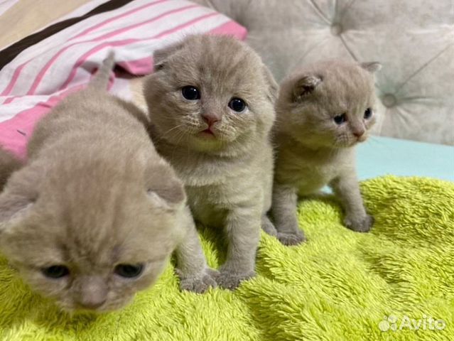 Шотландская вислоухая кошка