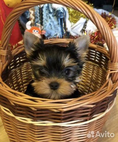 Йоркширский терьер детки