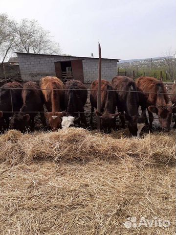 Продаются телки 7 8 месяцев