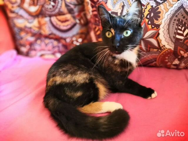 Кошечка в дар