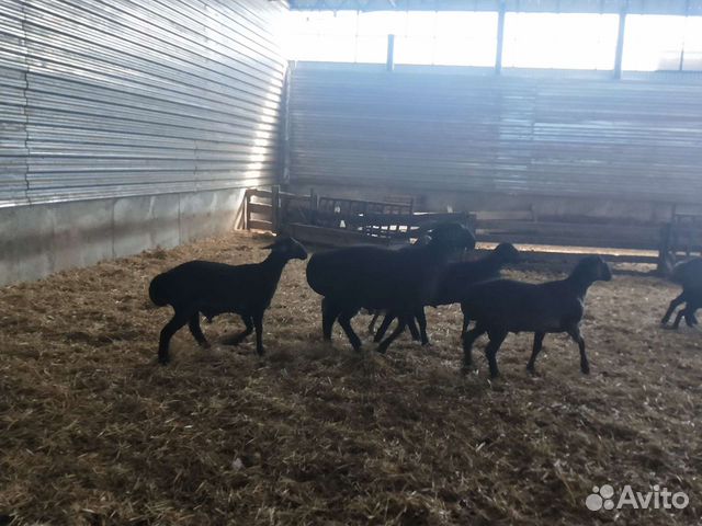 Бараны 7 месяцев Гейсары