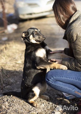 Ищет дом щенок не крупной Собачки Лика