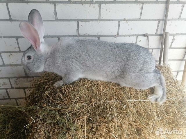 Калифорнийские кролики