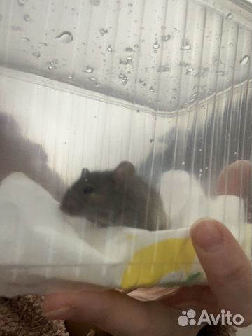 Мышонок в добрые руки