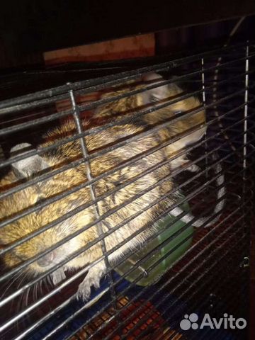 Белка дегу бесплатно