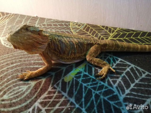 Бородатая агама