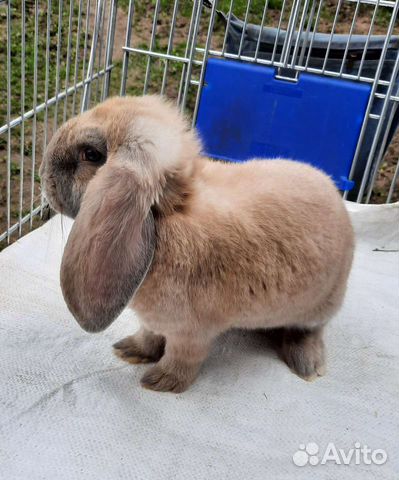 Французский баран самец