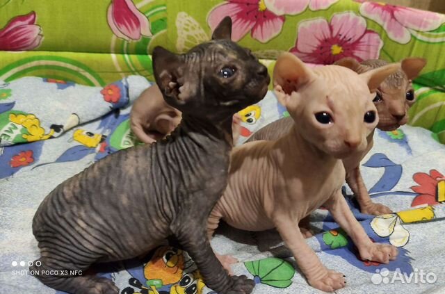 Котята для души