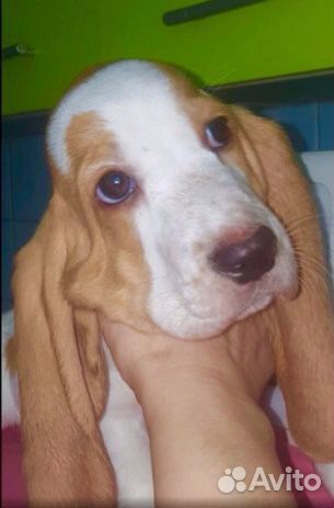 Щенок бассета