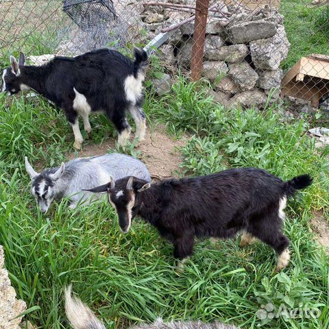 Козлята