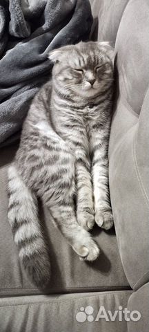 Отдам в добрые руки шотландскую вислоухую кошечку