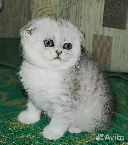 Вислоухая кошечка вискас окрас