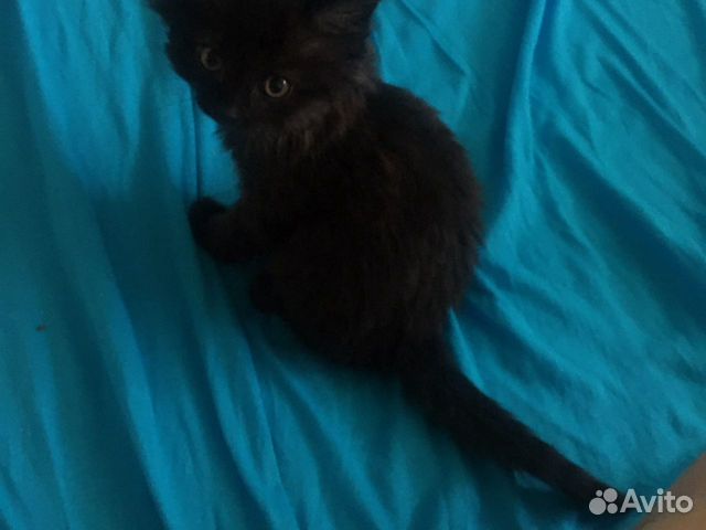 Черный котенок