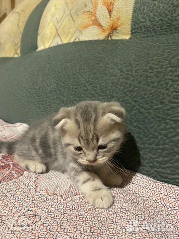 Котята мраморные вислохие