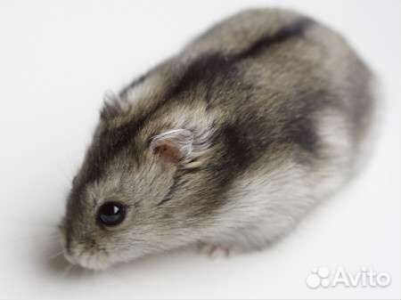 Джунгарские хомяки