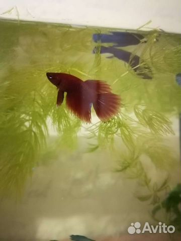 Рыбка Петушок самец