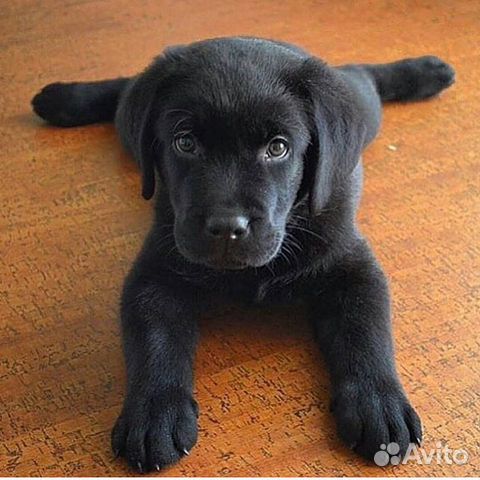 Щенок лабрадора черный