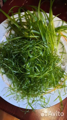 Отдам прополку небольшого аквариума