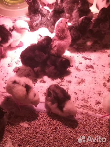 Цыплята суточные несушки